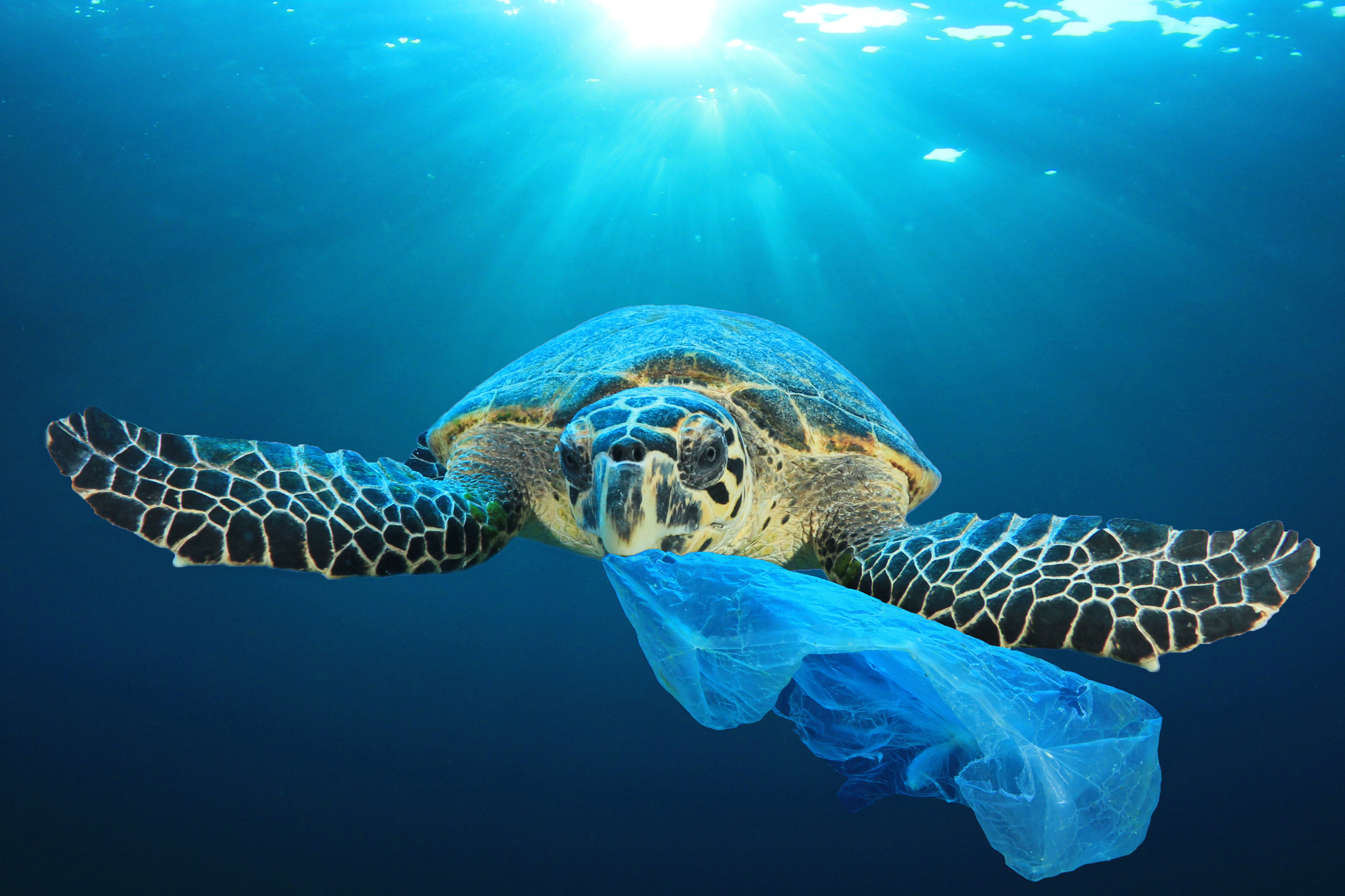 8 Ways to Reduce Plastic Waste for World Ocean Day 2022 | Green Gift Cards